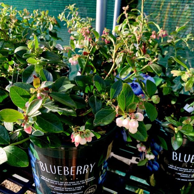 Fruit – Driftwood Garden Center